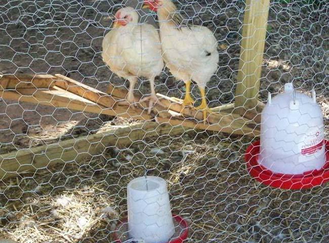 Yard Guard Poultry Netting Metal Wire Fence Predator Fence For Chickens